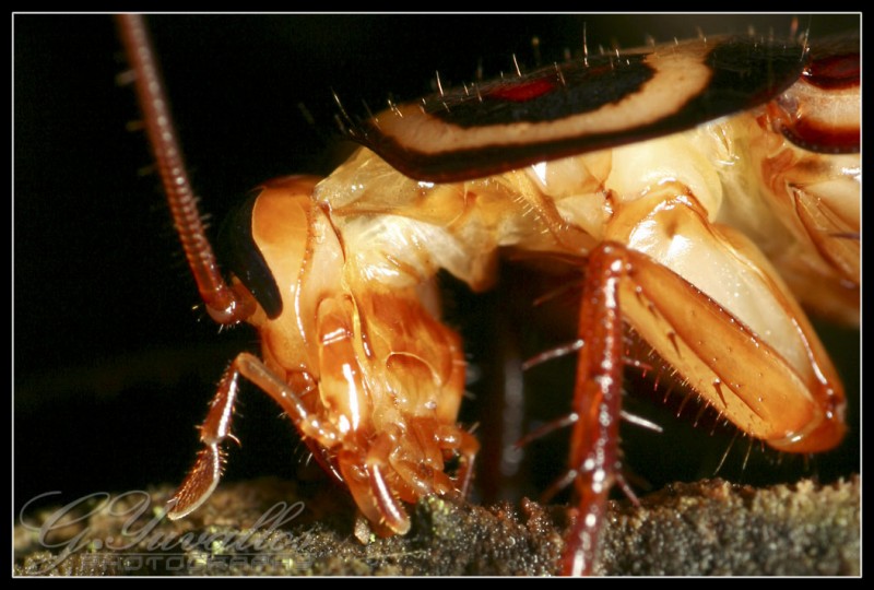 Cockroach Labs Gets 6 25m To Build A More Resilient Database