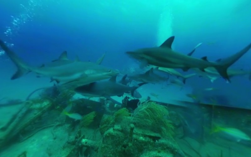 Shark Week just got scarier with Discovery's new Virtual Reality video ...