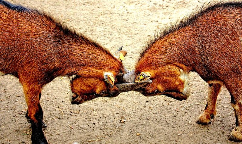 ServiceNow is on a collision course with Salesforce.com. Here’s why ...