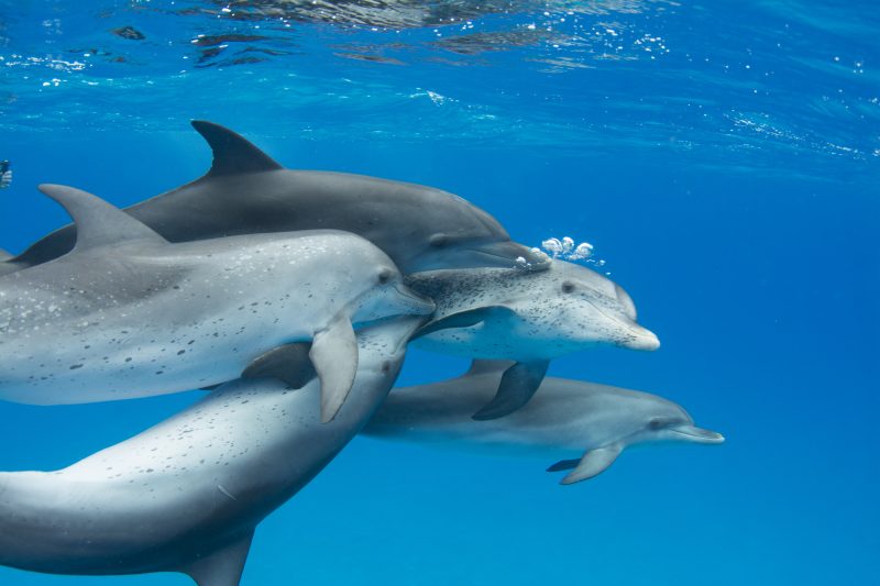Google develops AI model to help researchers decode dolphin ...